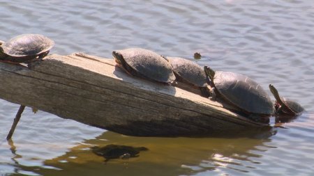 Turtle tale: Elizabeth Hall Wetlands is turtle heaven | Globalnews.ca