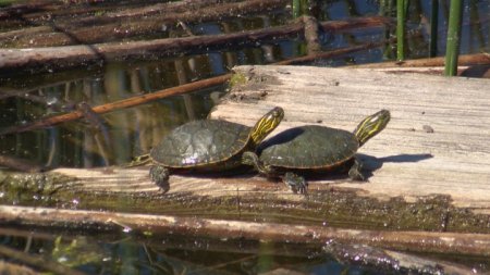 Turtle tale: Elizabeth Hall Wetlands is turtle heaven | Globalnews.ca
