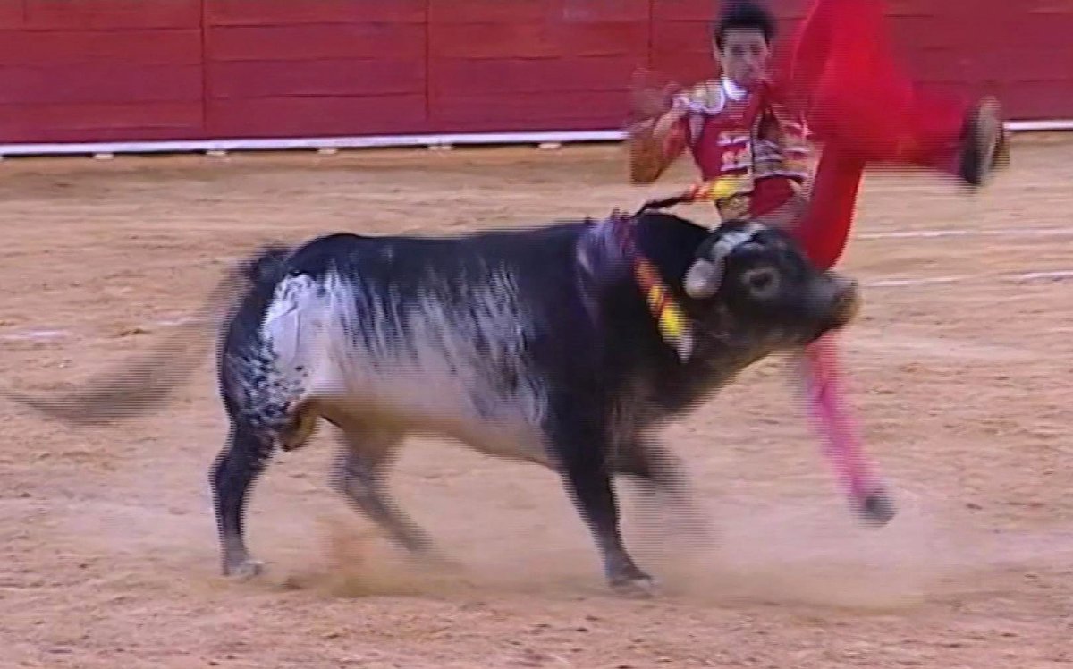 Professional matador gored by bull on live television in Spain ...