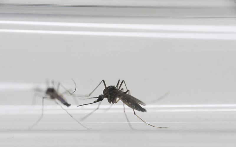 Dengue fever outbreaks are rising worldwide: What you should know ...