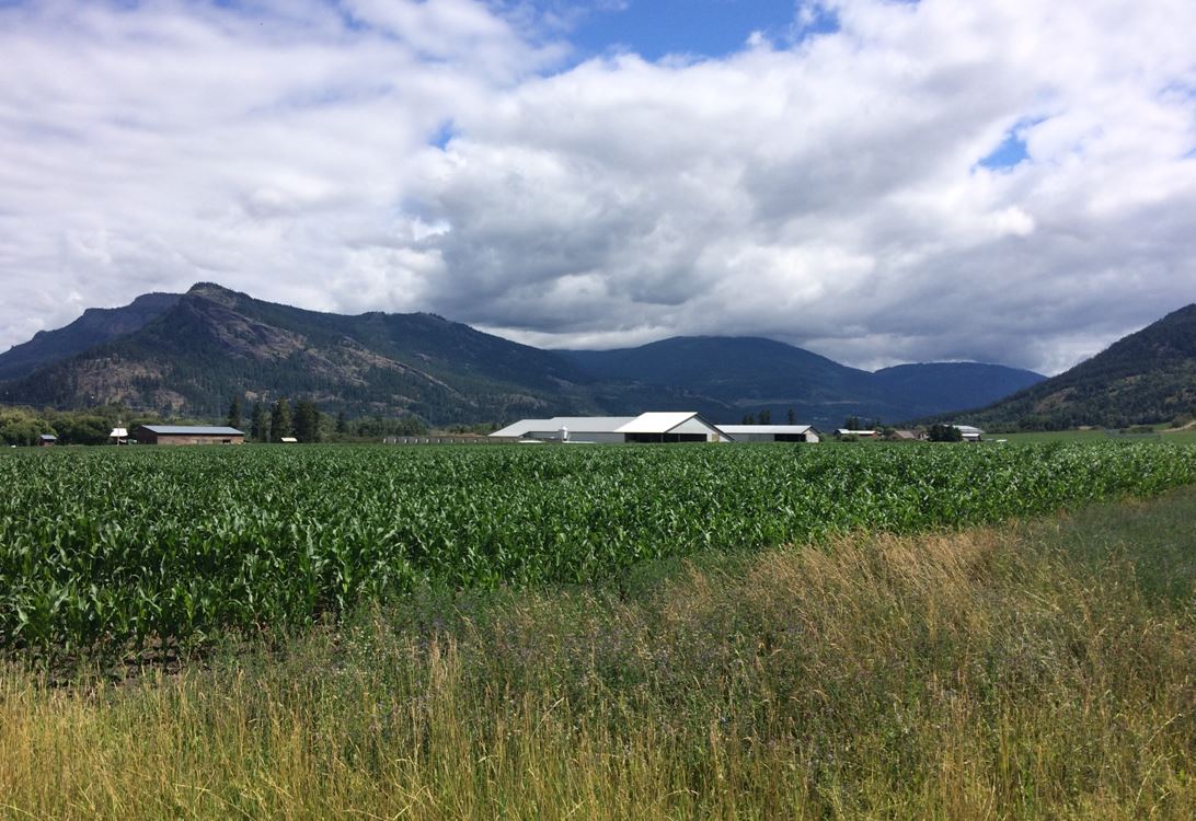 Splatsin first nation elders plan meeting to encourage ‘no’ vote in ...