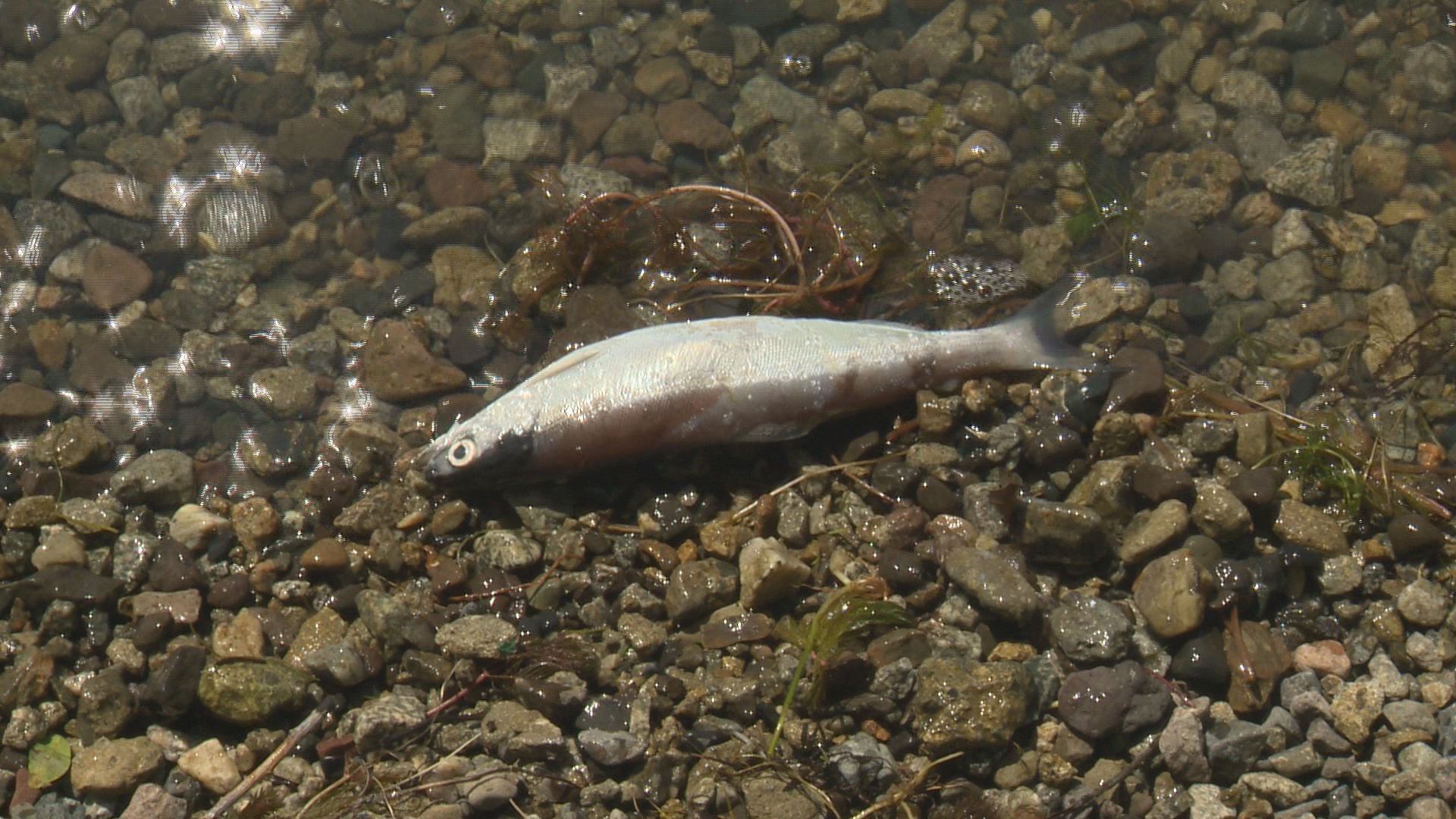 What’s killing fish in Okanagan Lake? Province says viral outbreak ...