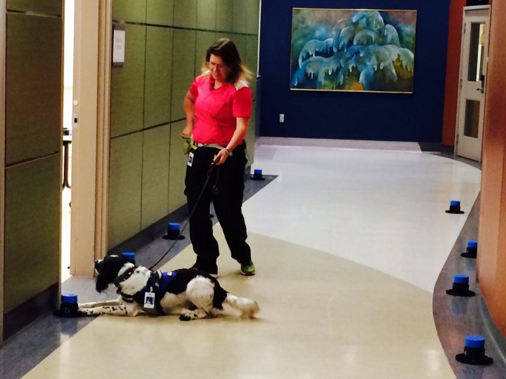 Angus the C. difficile sniffing dog fully trained to recognize ...
