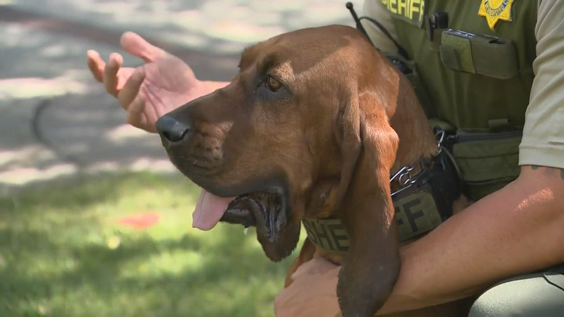 Police dog helps find kidnapped girl in San Bernardino woods - National ...