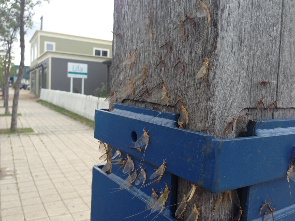 Fish flies descend on Interlake - Winnipeg | Globalnews.ca