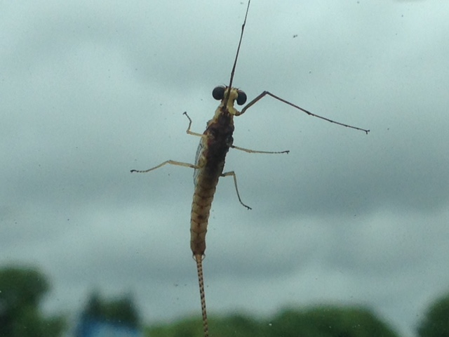 Fish flies descend on Interlake - Winnipeg | Globalnews.ca