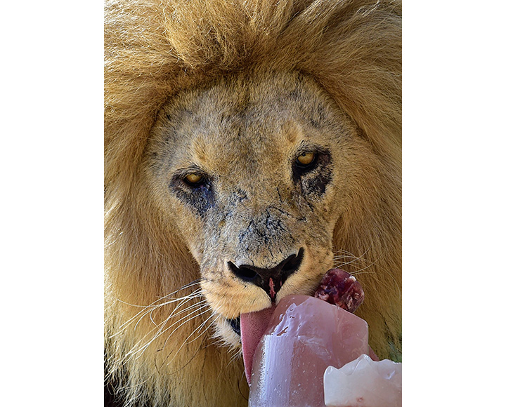 Offbeat photos of the week: Animal edition - National | Globalnews.ca