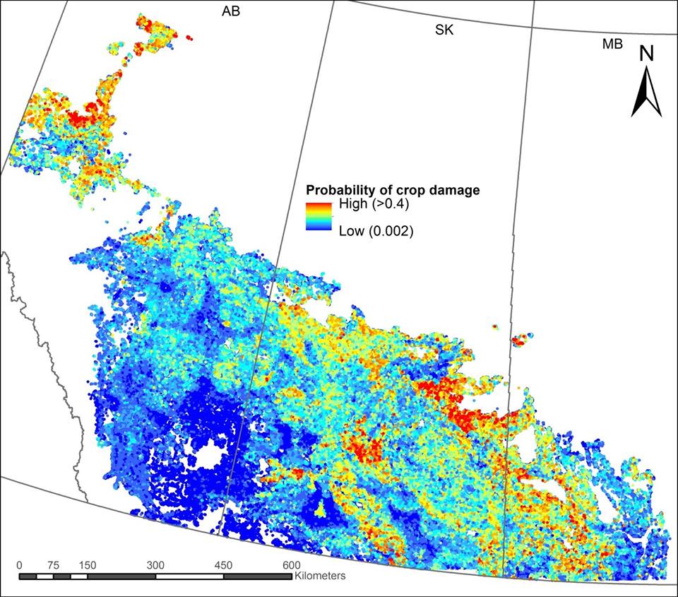 Moose feeling at home on Sask. farmland as population thrives ...