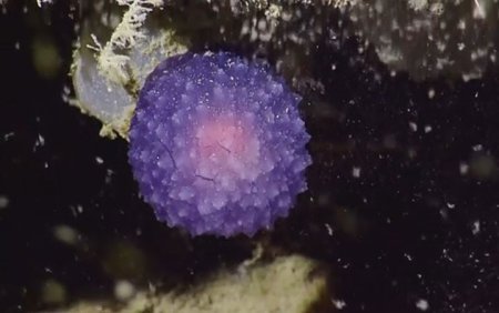 What is this purple orb at the bottom of the Pacific Ocean? | Globalnews.ca