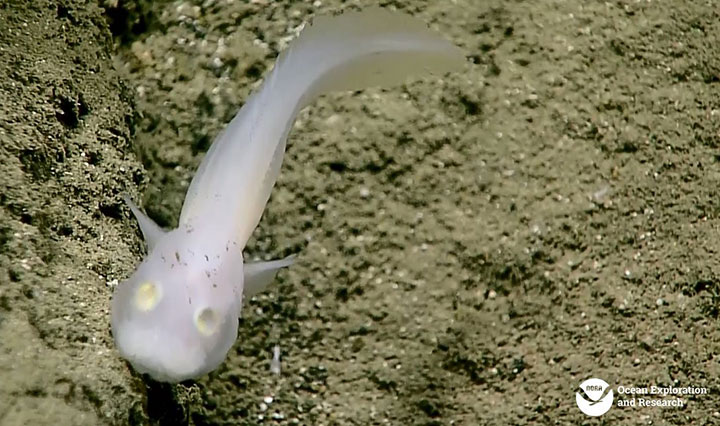 Never-before-seen ghost-like fish found in Pacific Ocean | Globalnews.ca