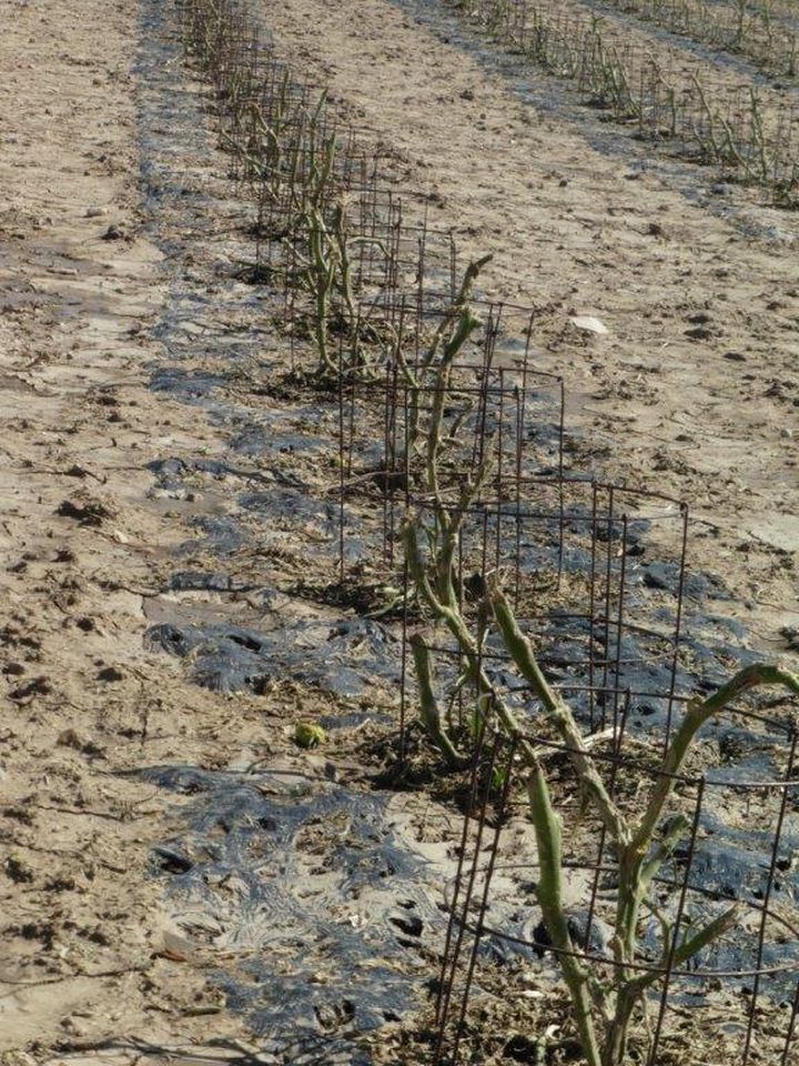 Extreme Alberta weather coming at a huge cost to farmers - Lethbridge ...