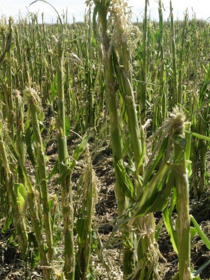 Extreme Alberta weather coming at a huge cost to farmers - Lethbridge ...