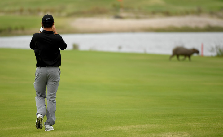 Rio 2016: Capybaras visiting Olympic golf course - National | Globalnews.ca
