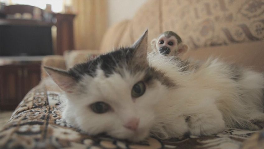 Cat ‘adopts’ baby monkey at Russian zoo after its mother abandons it ...