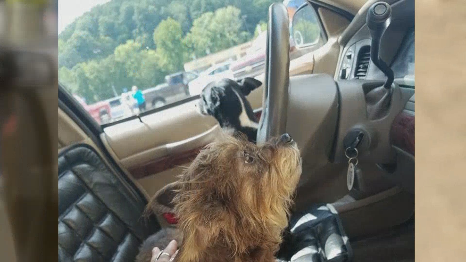 Caught on camera: Dogs crash car into Walmart after owner leaves ...