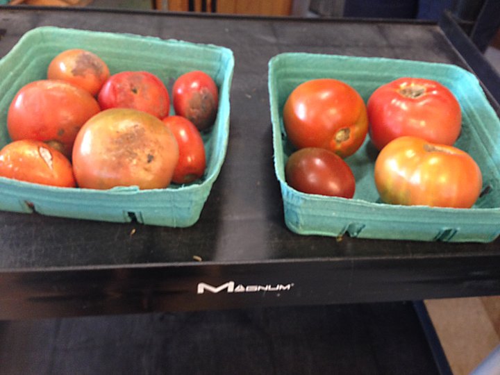 Grab your tomatoes while you can, the end could come early to Manitoba ...
