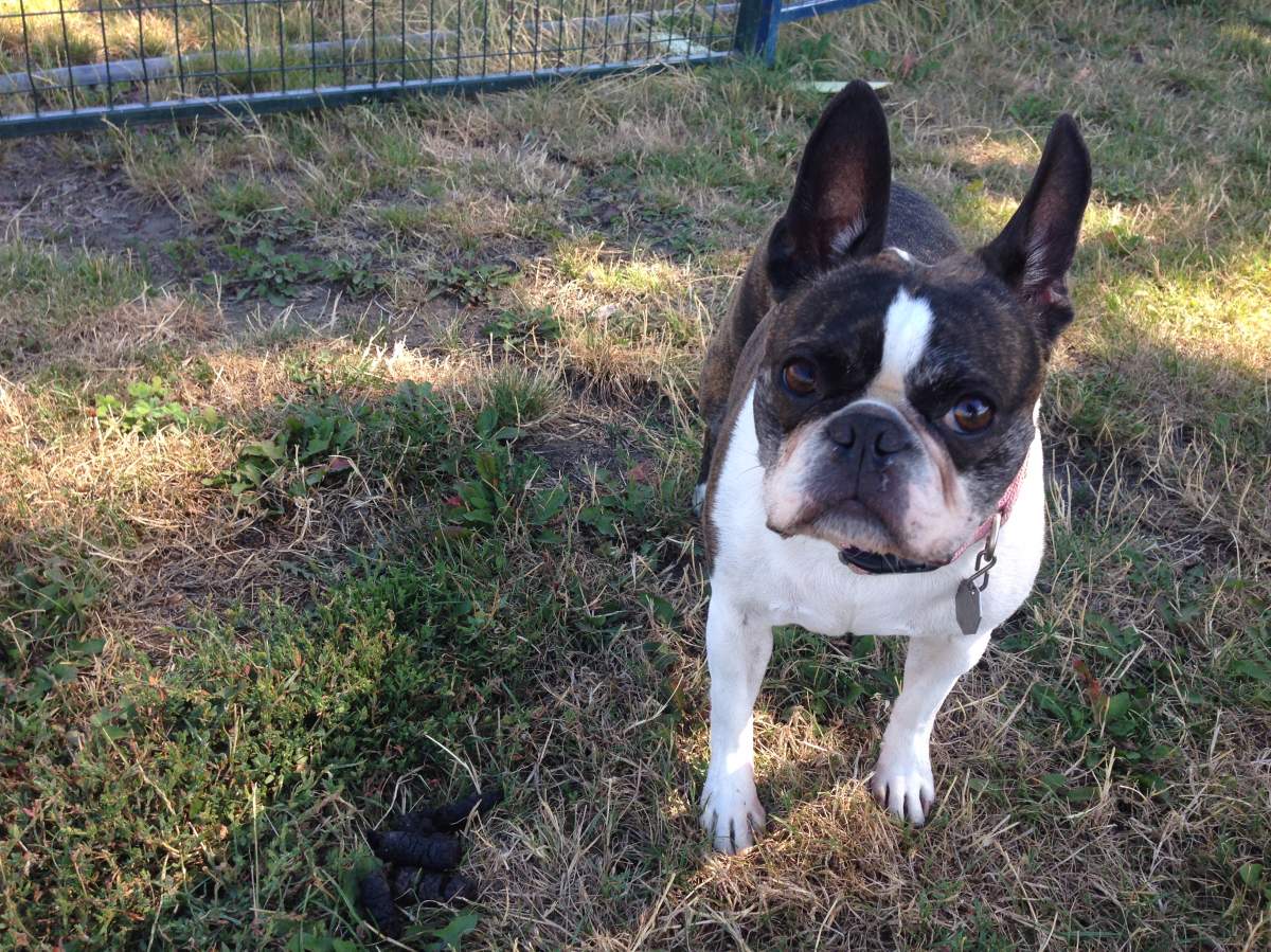 Tension in Kelowna over plans to redevelop popular dog park | Globalnews.ca