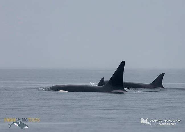 PHOTOS: Humpbacks, orcas battle off of Vancouver Island | Globalnews.ca