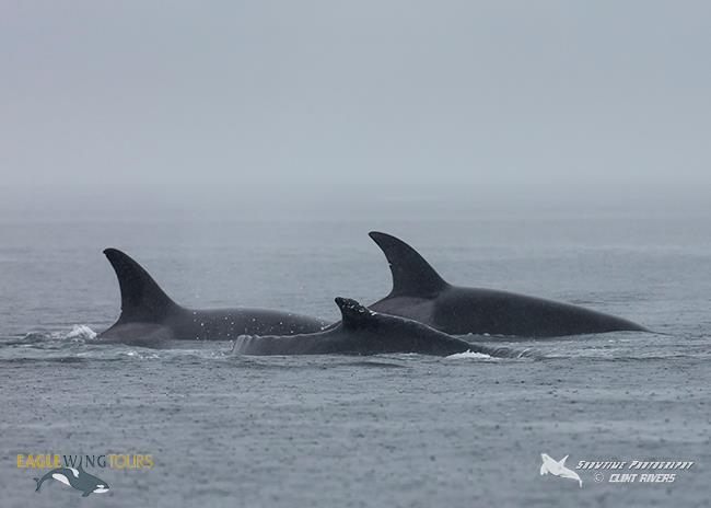 PHOTOS: Humpbacks, orcas battle off of Vancouver Island | Globalnews.ca