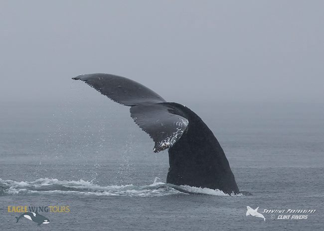 PHOTOS: Humpbacks, orcas battle off of Vancouver Island | Globalnews.ca