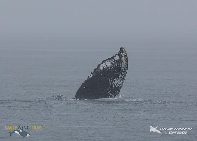 PHOTOS: Humpbacks, orcas battle off of Vancouver Island | Globalnews.ca