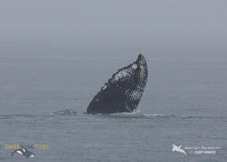 PHOTOS: Humpbacks, orcas battle off of Vancouver Island | Globalnews.ca