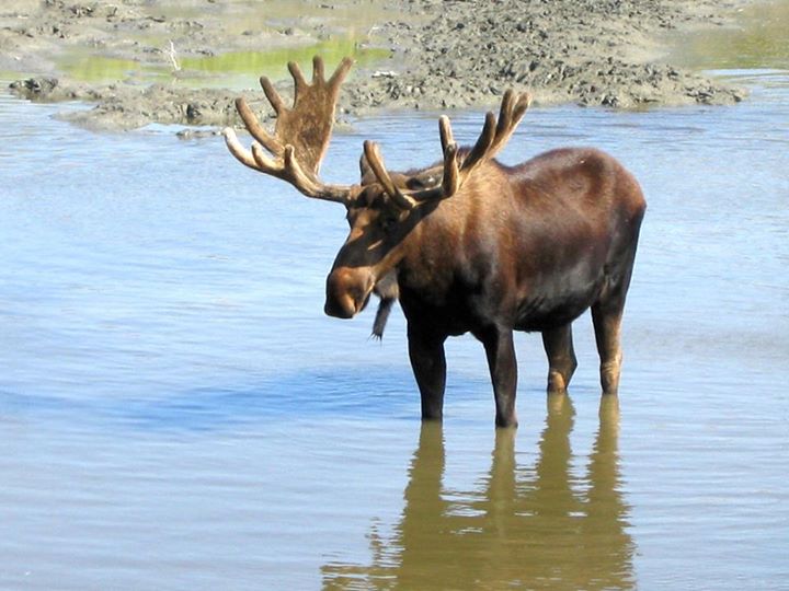 Province delivers moose-tracking smartphone app | Globalnews.ca