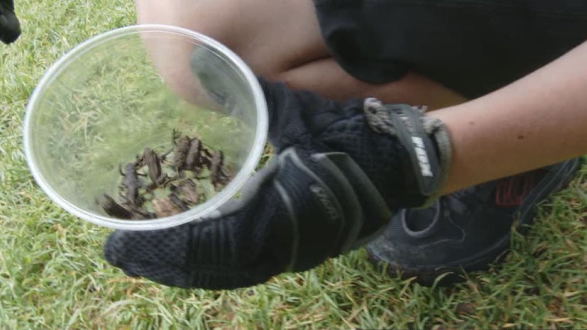 50,000-strong toad stampede shuts down Whistler road | Globalnews.ca