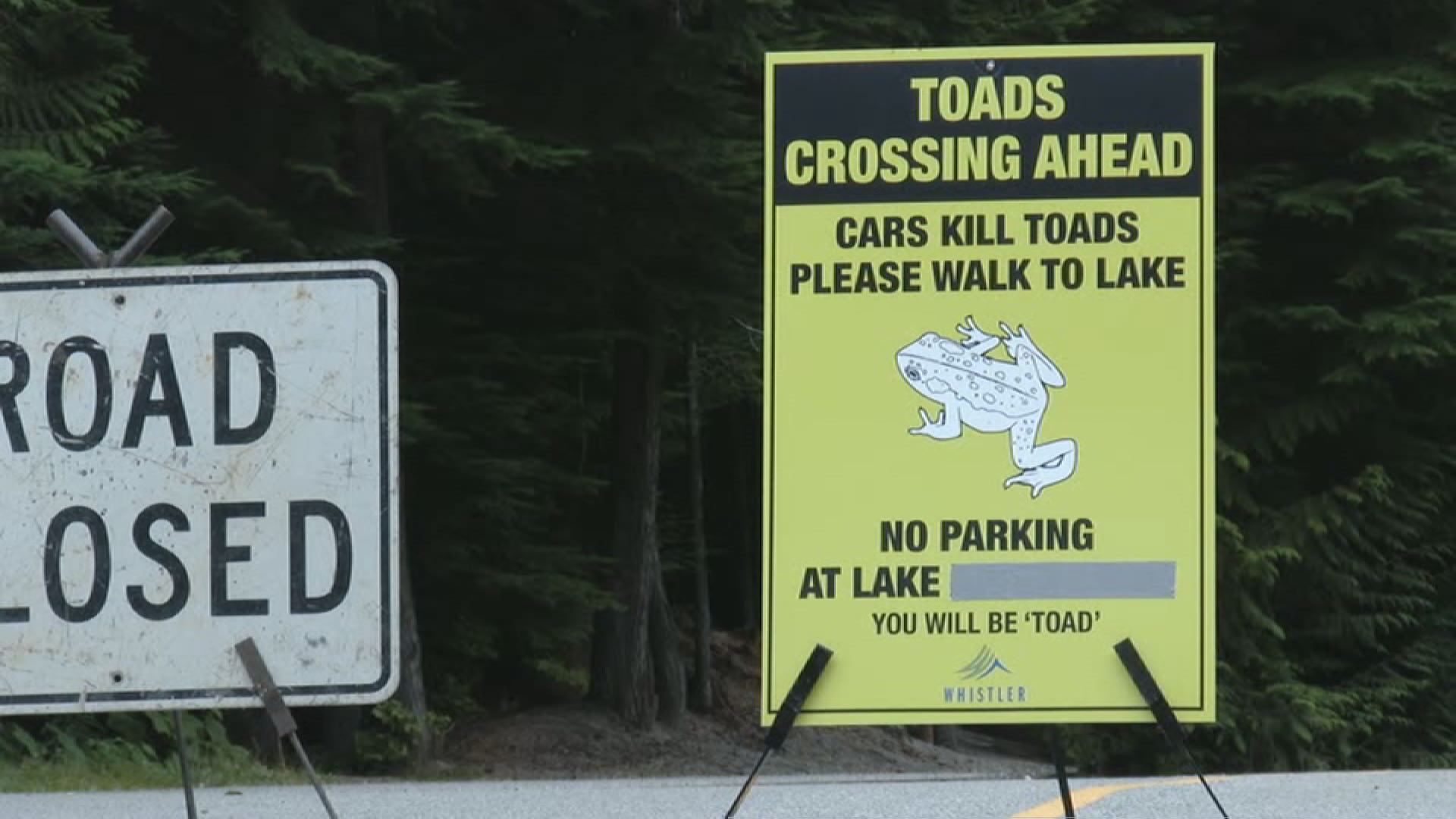 50,000-strong toad stampede shuts down Whistler road | Globalnews.ca