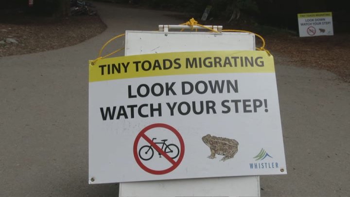 50,000-strong toad stampede shuts down Whistler road | Globalnews.ca