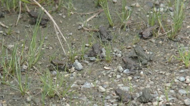 50,000-strong toad stampede shuts down Whistler road | Globalnews.ca