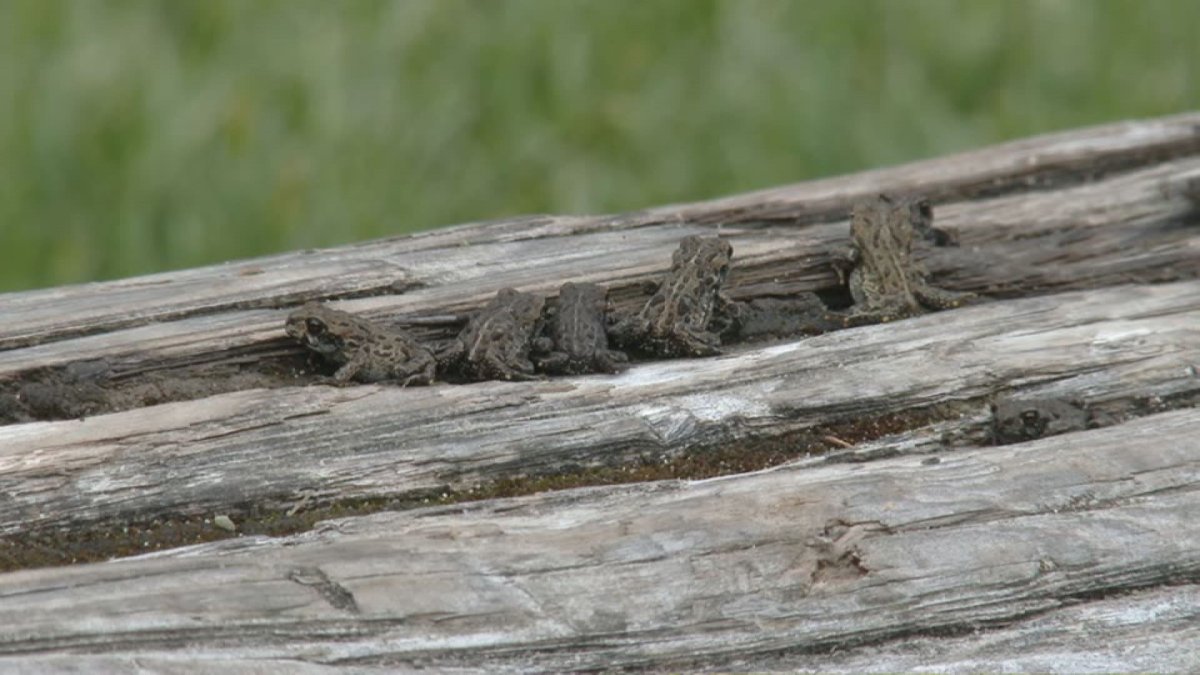 50,000-strong toad stampede shuts down Whistler road | Globalnews.ca