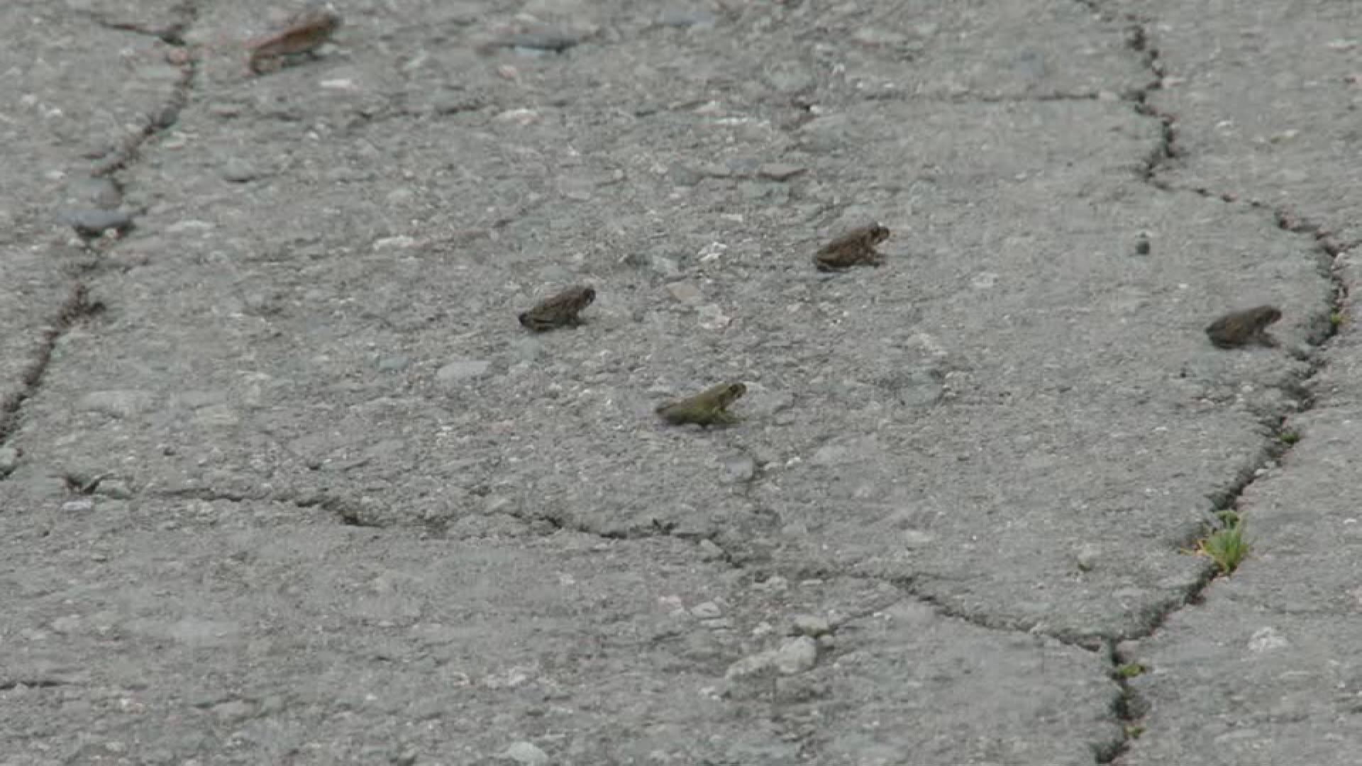 50,000-strong toad stampede shuts down Whistler road | Globalnews.ca