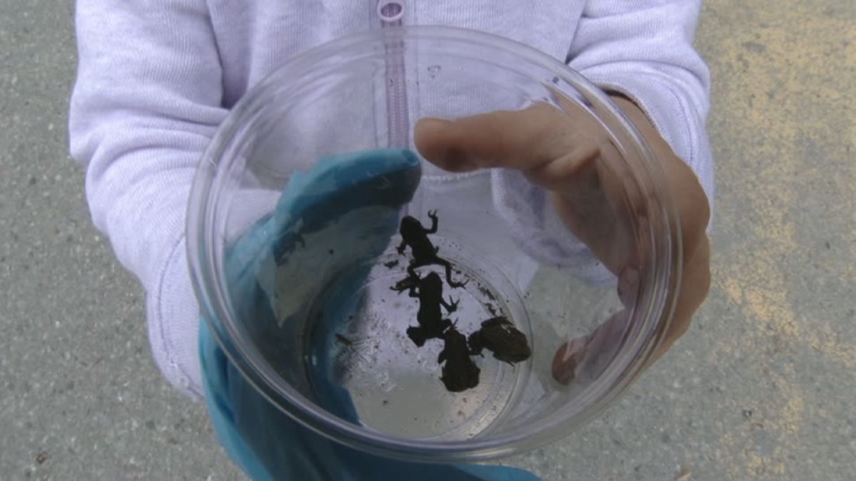 50,000-strong toad stampede shuts down Whistler road | Globalnews.ca