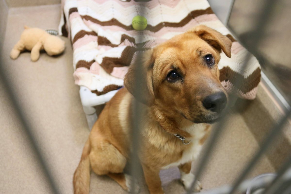 IN PHOTOS: 71 dogs and puppies rescued in large-scale mission in ...