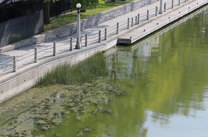 Why Ottawa’s famed Rideau Canal has turned bright green | Globalnews.ca
