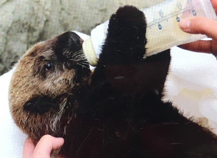 WATCH: Rialto the rescued baby otter moves to Vancouver Aquarium - BC ...