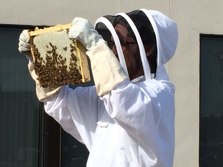 Edmonton urban beekeeping permits more than double in a year - Edmonton ...