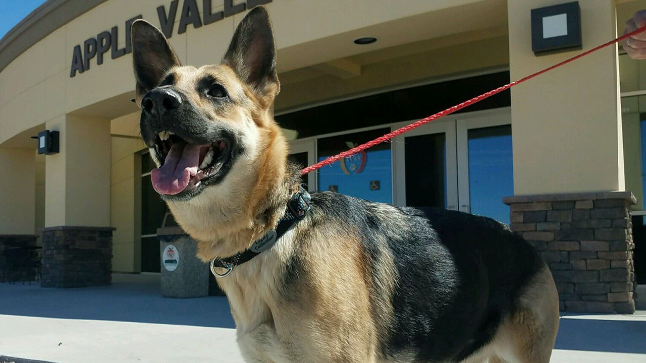 Caught on camera: Dog opens 3 doors to escape shelter in search of ...