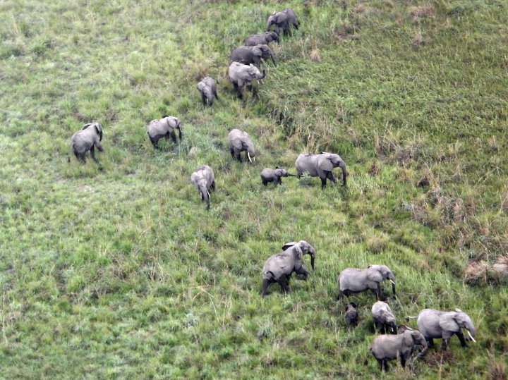 African elephant populations down 30 per cent according to new census ...