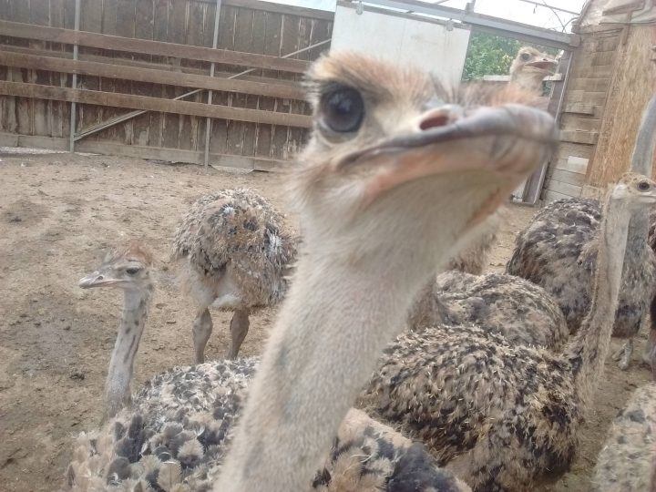 Beheaded ostrich found on farm in Saint-Eustache - Montreal | Globalnews.ca