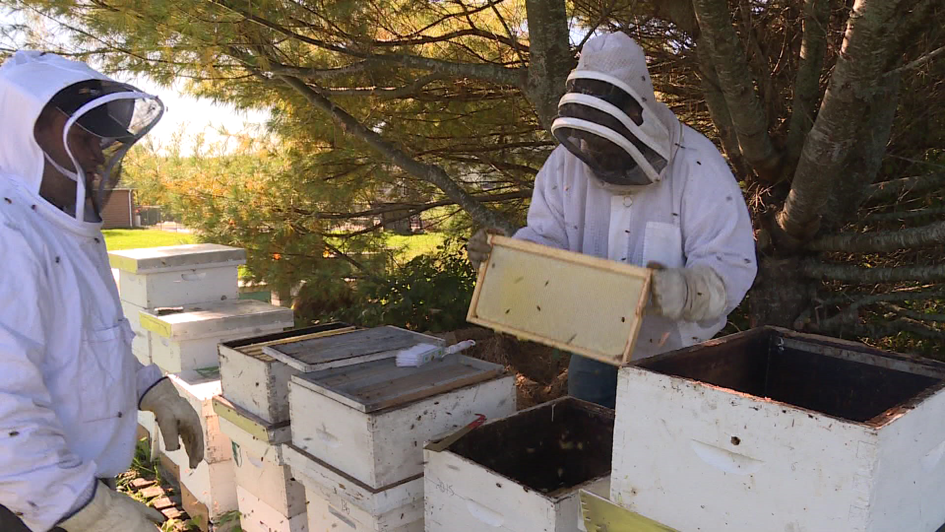 NB bee farmer credits natural pollination for buzzing year of honey ...