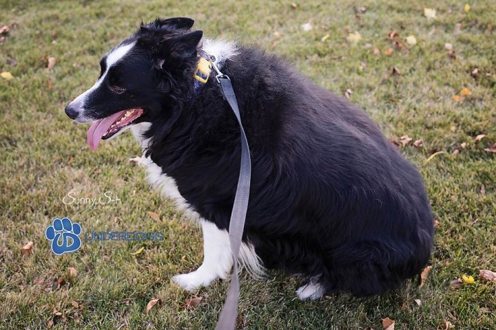 Severely obese border collie begins weight loss journey, says Winnipeg ...