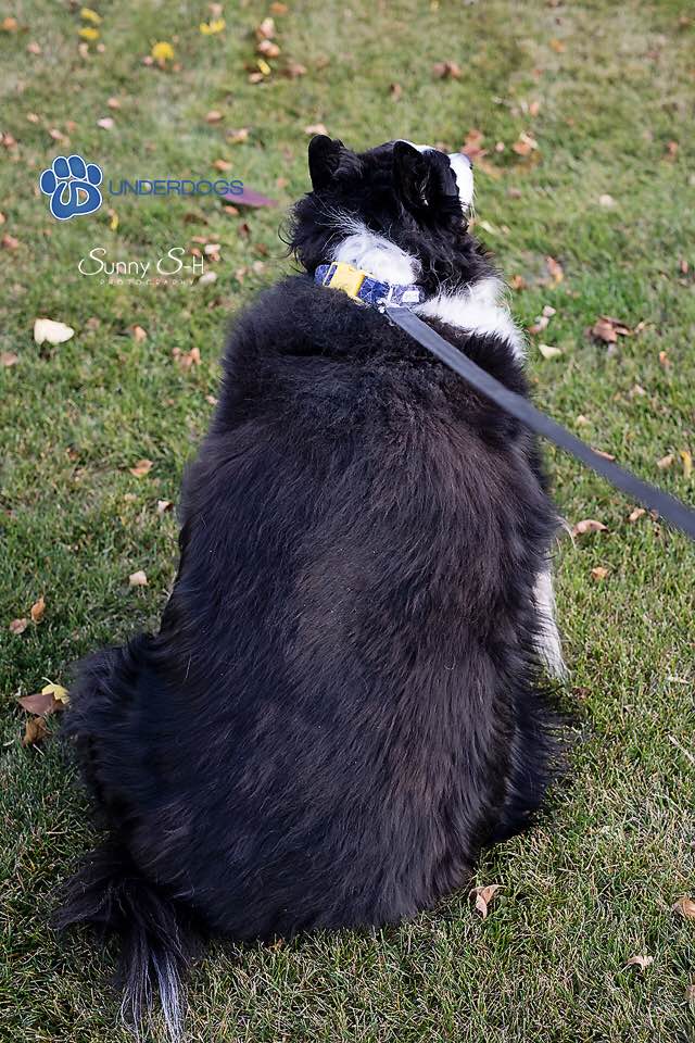 Severely obese border collie begins weight loss journey, says Winnipeg ...