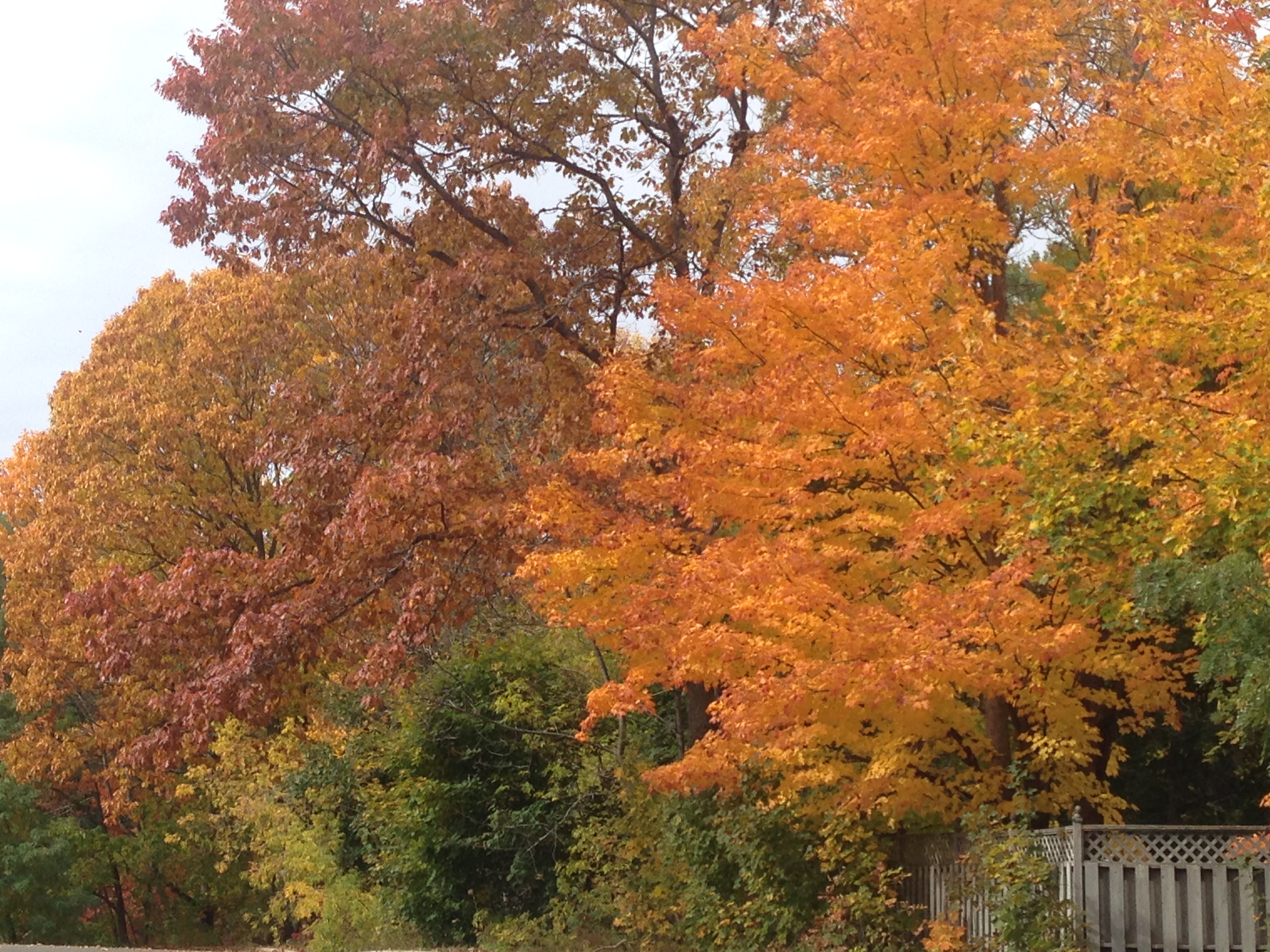 What’s making the fall colours ‘particularly vibrant’ in New Brunswick ...