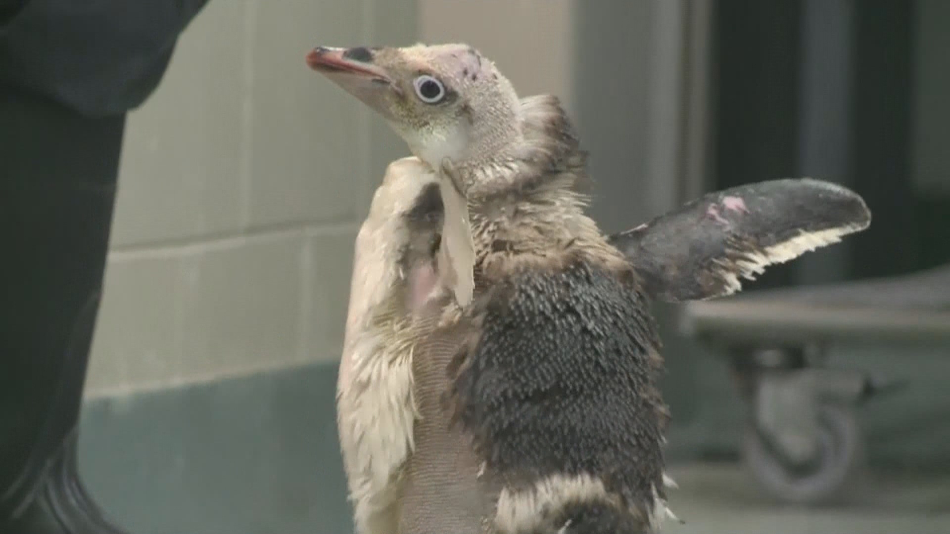 Penguin left nearly naked from feather-loss gets custom wet suit ...