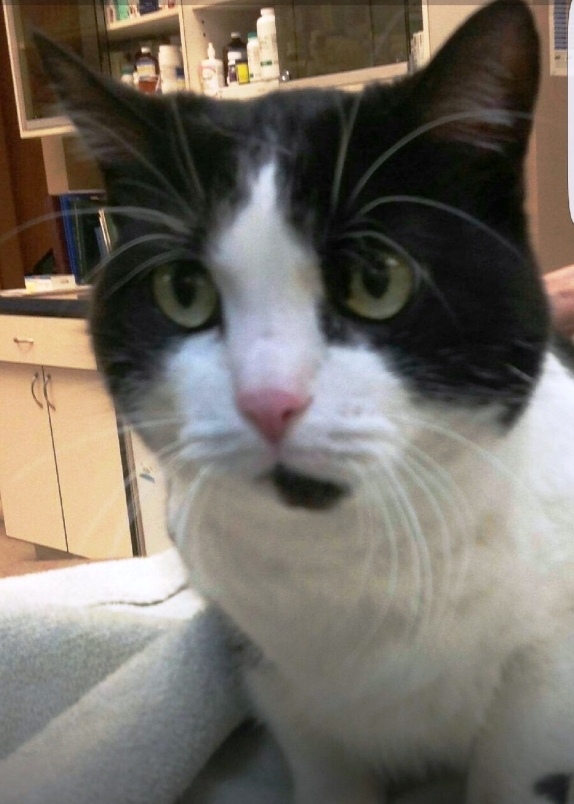 Missing cat found 10 years later, reunited with Calgary owner ...