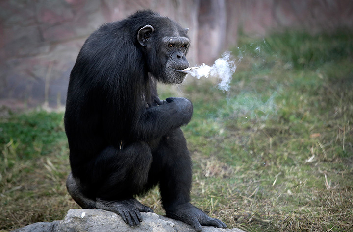 Chain-smoking chimp new star at North Korean zoo - National | Globalnews.ca