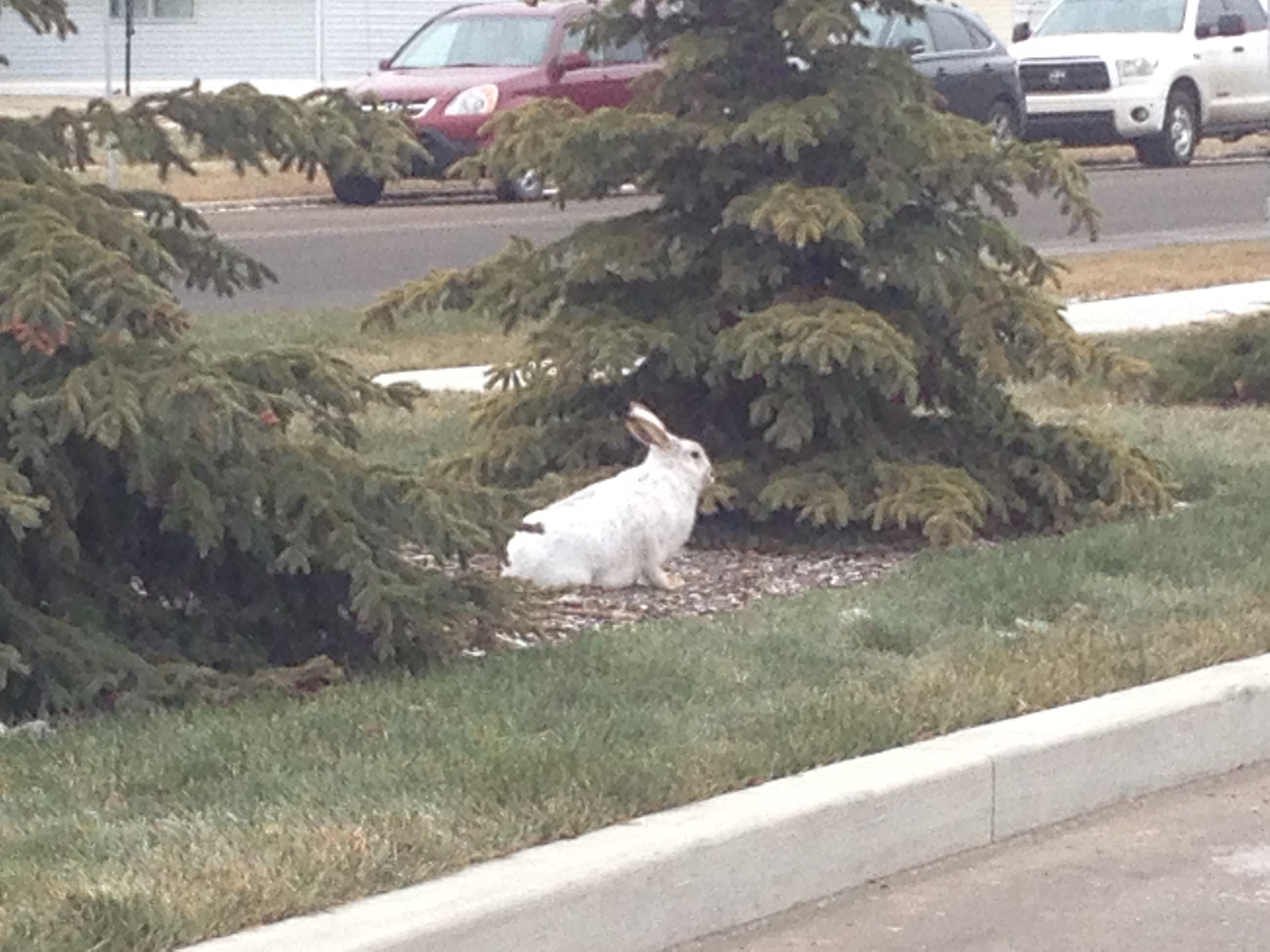 Bunny boom: Edmonton sees influx of ‘urban adaptor’ white-tailed ...