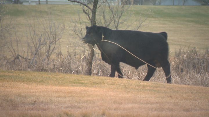 Top 5 Global Regina online videos - Regina | Globalnews.ca